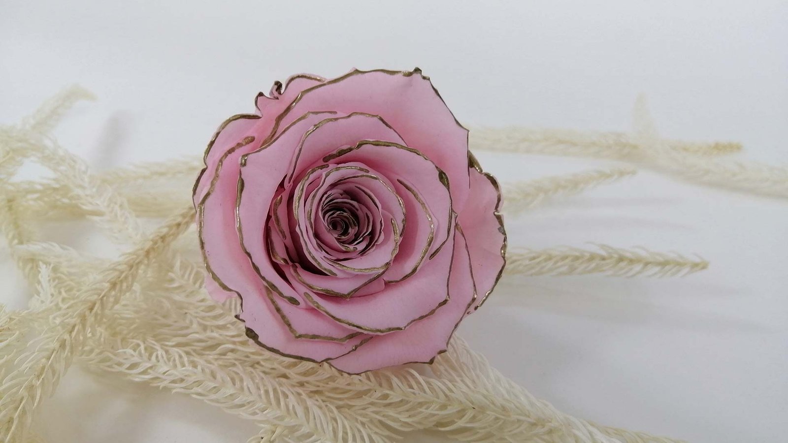 Zebra collection - Julem Roses