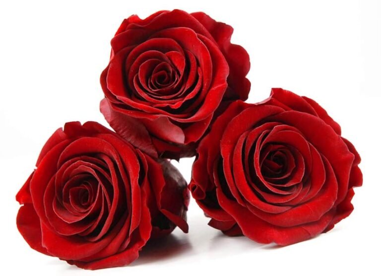 Inicio - Julem Roses